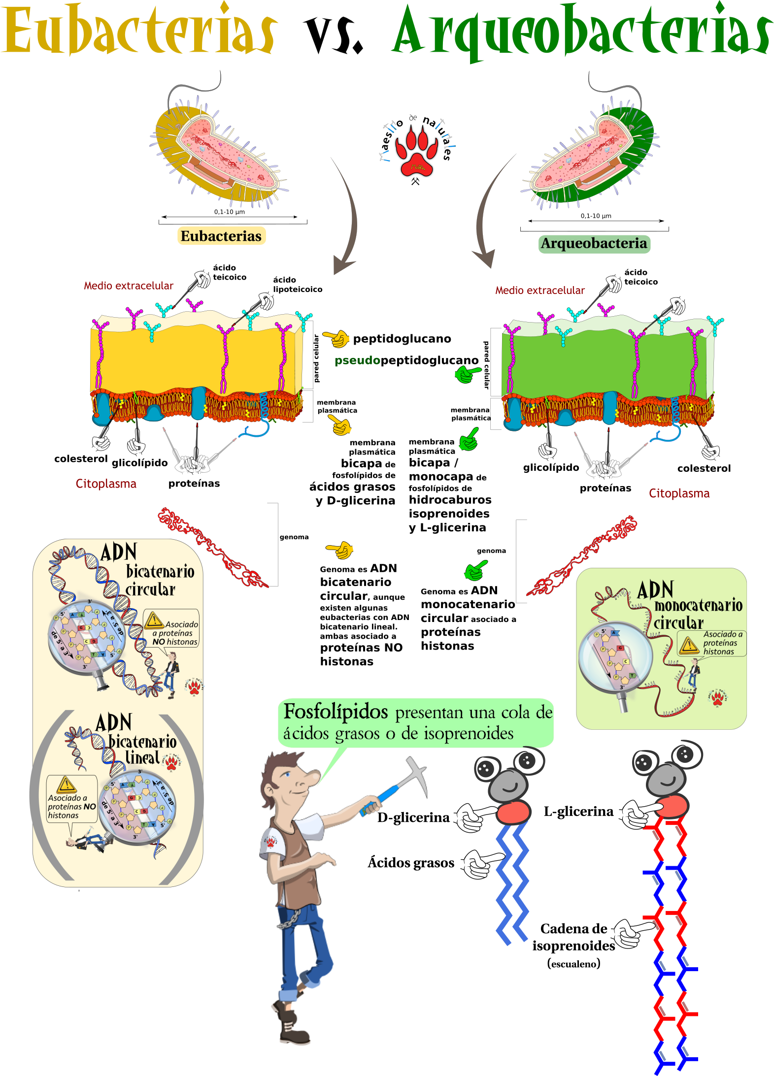 Arqueobacterias Vs Eubacterias